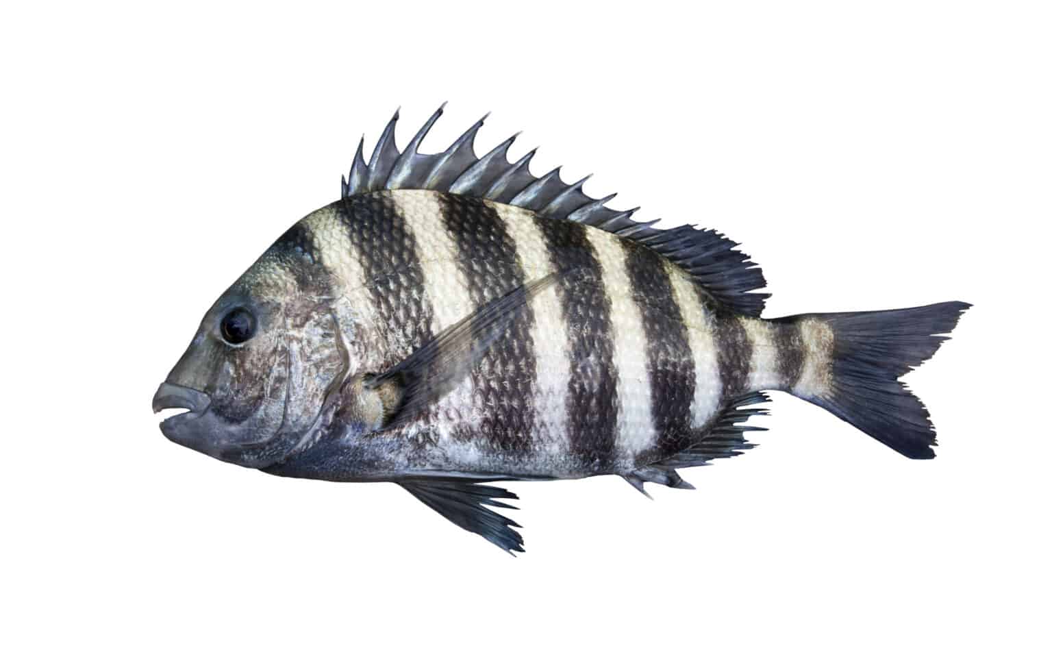 Sheepshead Fish Animal Pictures | A-Z Animals