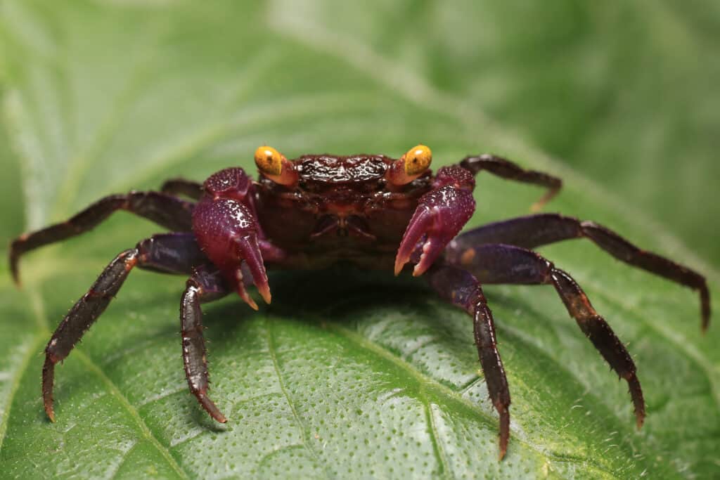 5 Cheapest Crabs to Keep as Pets - A-Z Animals