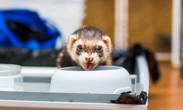 Ferret Poop: Everything You've Ever Wanted to Know - A-Z Animals