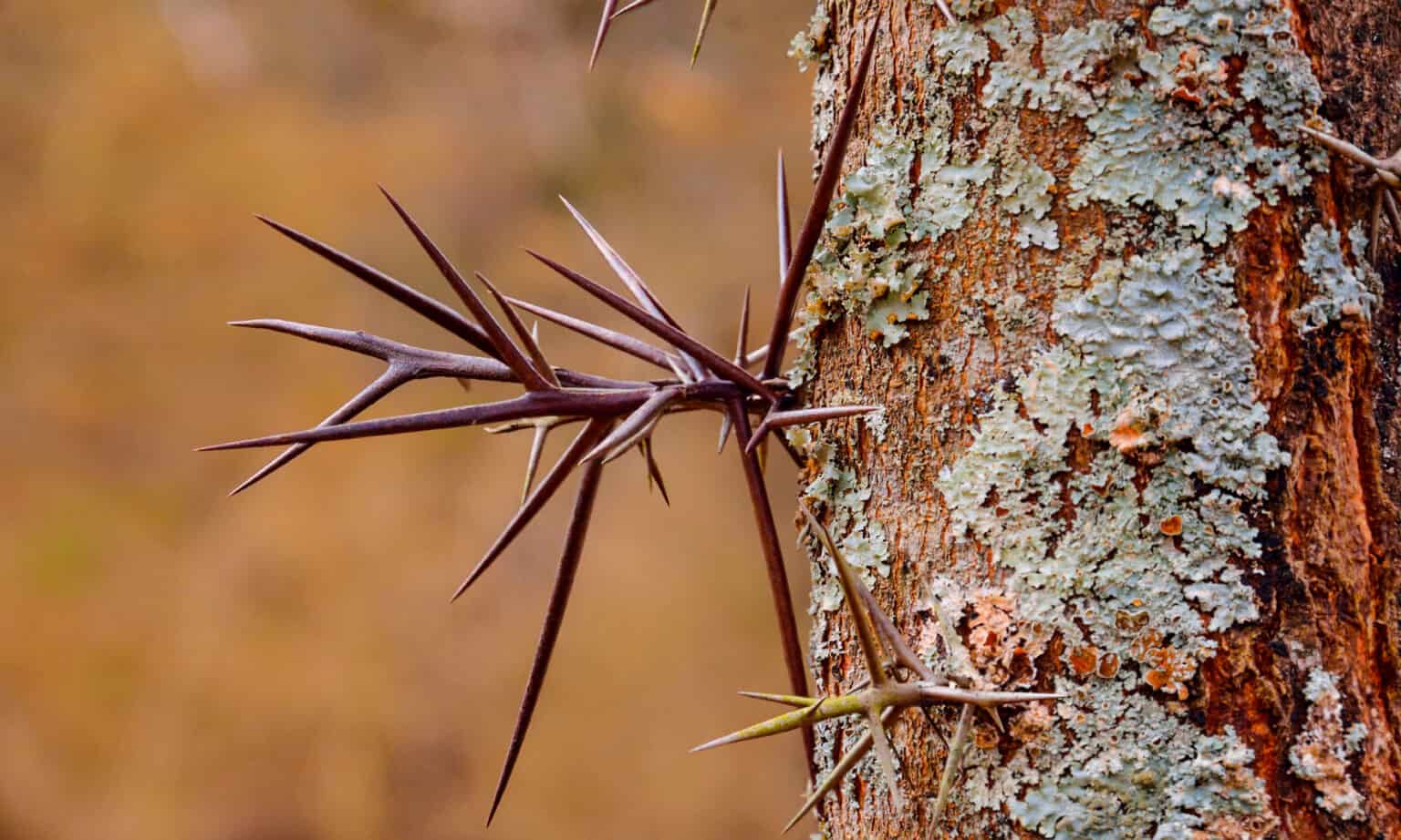 Thorn Trees in Texas: What Common Trees with Thorns Are in the State ...