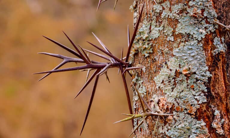 Thorn Trees in Texas: What Common Trees with Thorns Are in the State ...