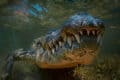 Two Unique Crocodile Species Found Living in Isolation in Mexico - A-Z ...
