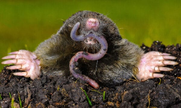 Mole Animal Facts - Talpidae - A-Z Animals