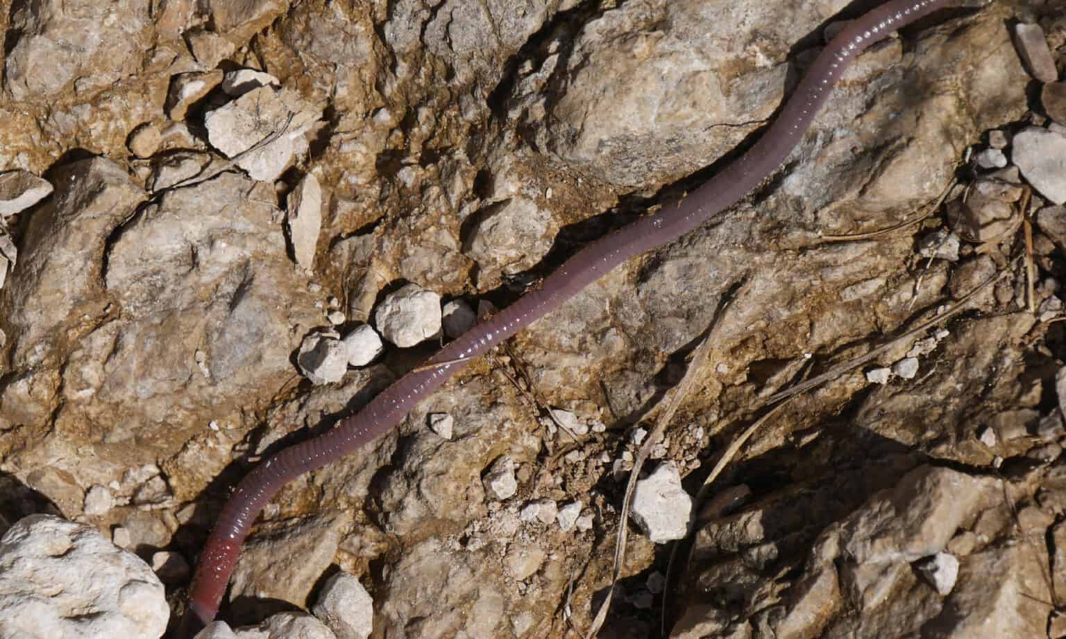 Largest Earthworm in the World - A-Z Animals