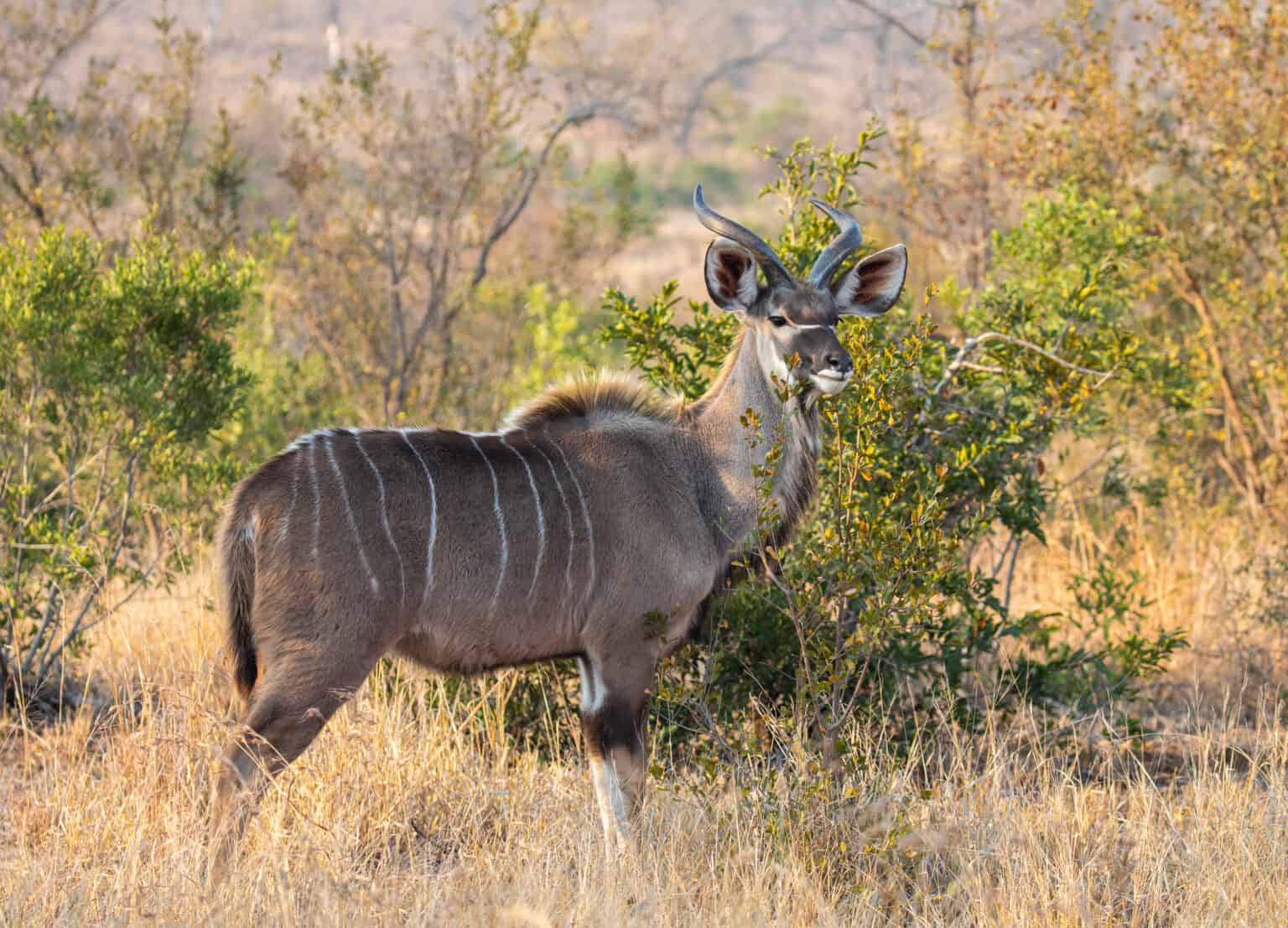 Kudu Animal Facts - Tragelaphus Strepsiceros - A-Z Animals