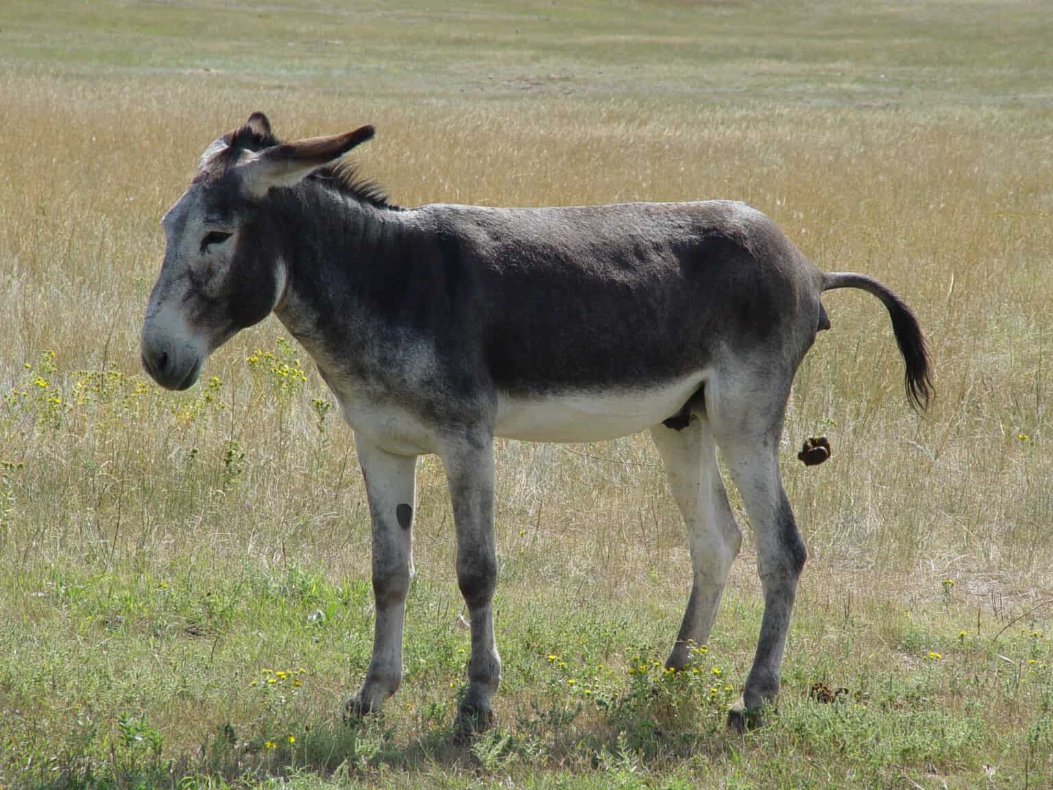 Donkey Poop: Everything You've Ever Wanted to Know - A-Z Animals