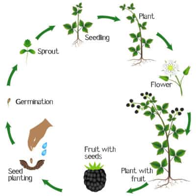 Blackberry Seeds: How to Grow Your Own Berry Bramble - A-Z Animals