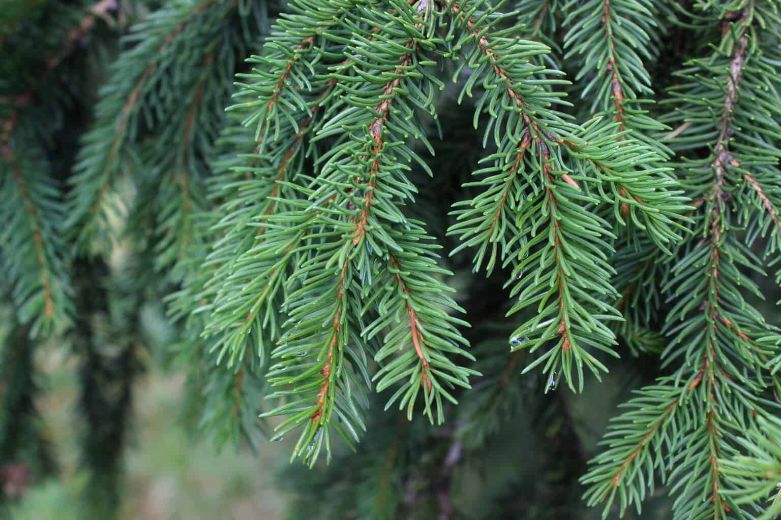 Discover the 8 Fastest-Growing Evergreen Trees - A-Z Animals