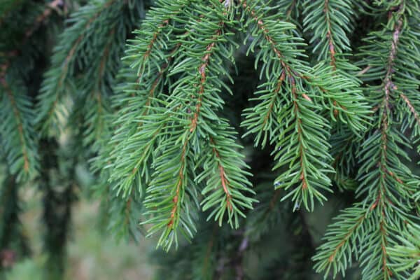 8 Incredible Trees Native to Norway - A-Z Animals