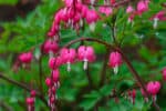 The Best Perennial Flowers for Arkansas: 16 Flowers for a Consistent ...