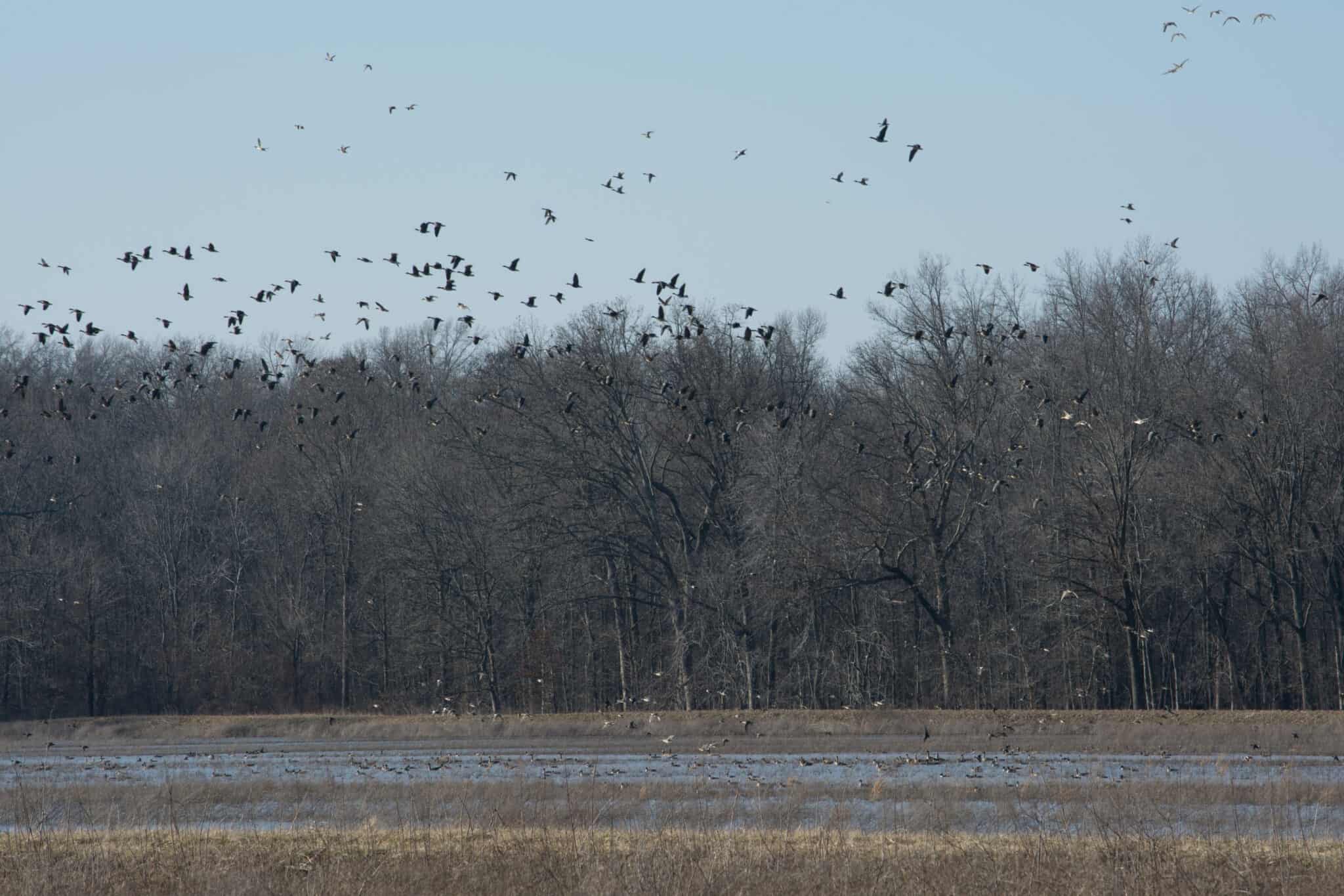 The 11 Best Places and Times to See Bald Eagles in Missouri - A-Z Animals