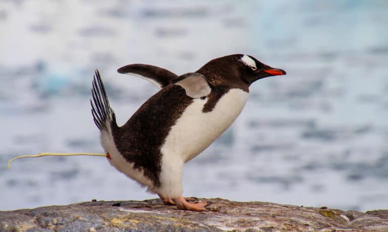 Penguin Poop: Everything You've Ever Wanted to Know - A-Z Animals