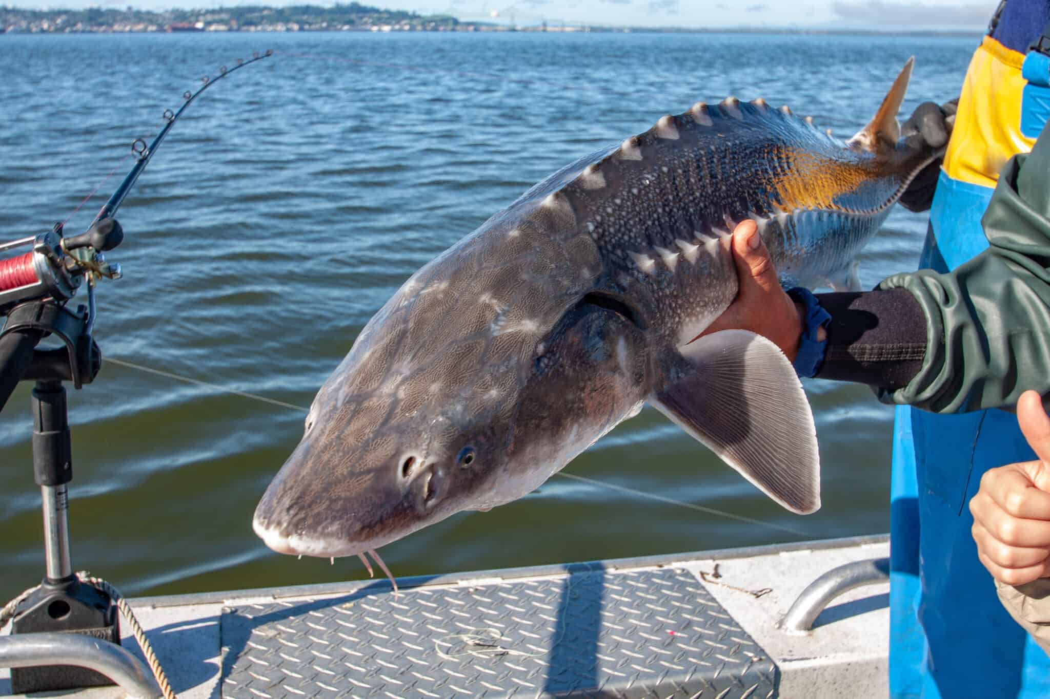 World Record Sturgeon: Discover the Largest Sturgeon Ever Caught - A-Z ...