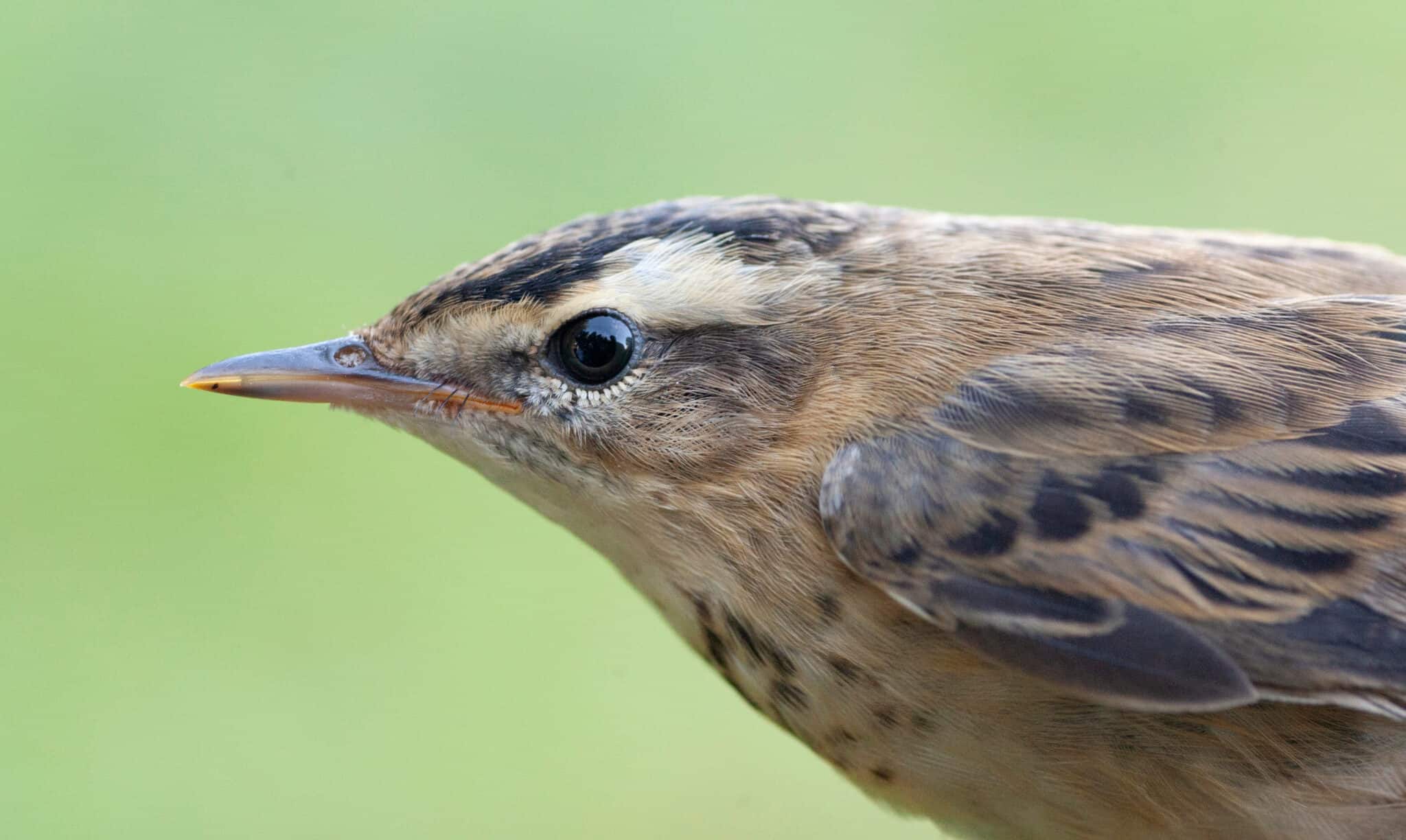Sedge Warbler Animal Facts - Acrocephalus schoenobaenus - A-Z Animals