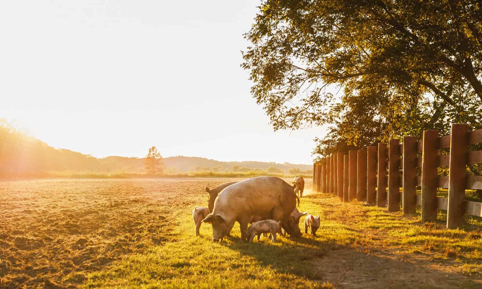 29 Sounds Pigs Make and What Each Means (It’s Not Just Oink!) - A-Z Animals