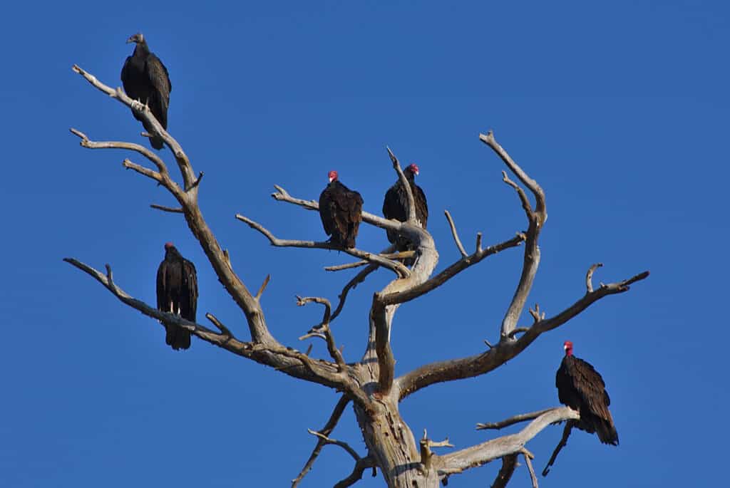 Nearly Extinct, The California Condor Is Making an Comeback - A-Z ...