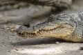 The 11 Most Dangerous Animals Lurking in the Sahara Desert - A-Z Animals