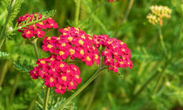 23 Beautiful Types of Red Wildflowers - A-Z Animals
