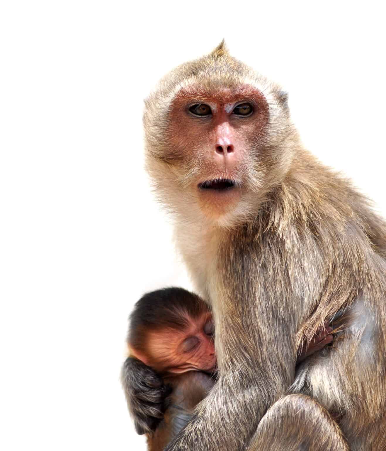 The Only Monkey in Puerto Rico - A-Z Animals