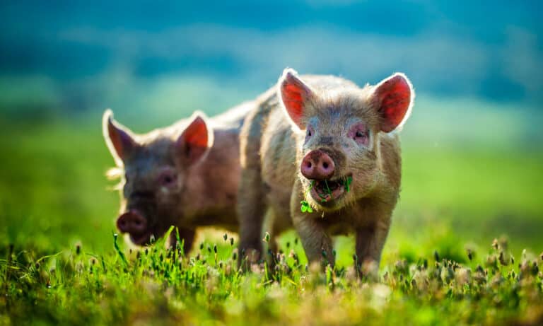 Pig Poop: Everything You've Ever Wanted to Know - A-Z Animals