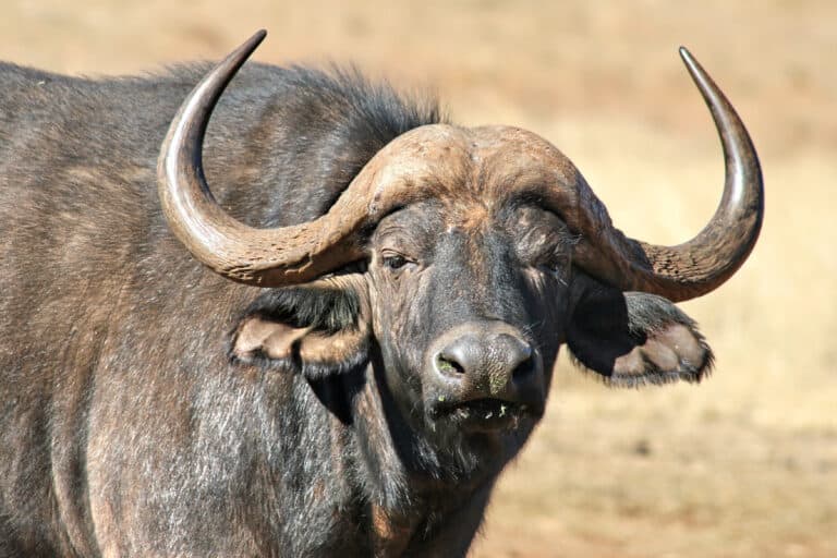 13 Animals That Produce Milk - A-Z Animals