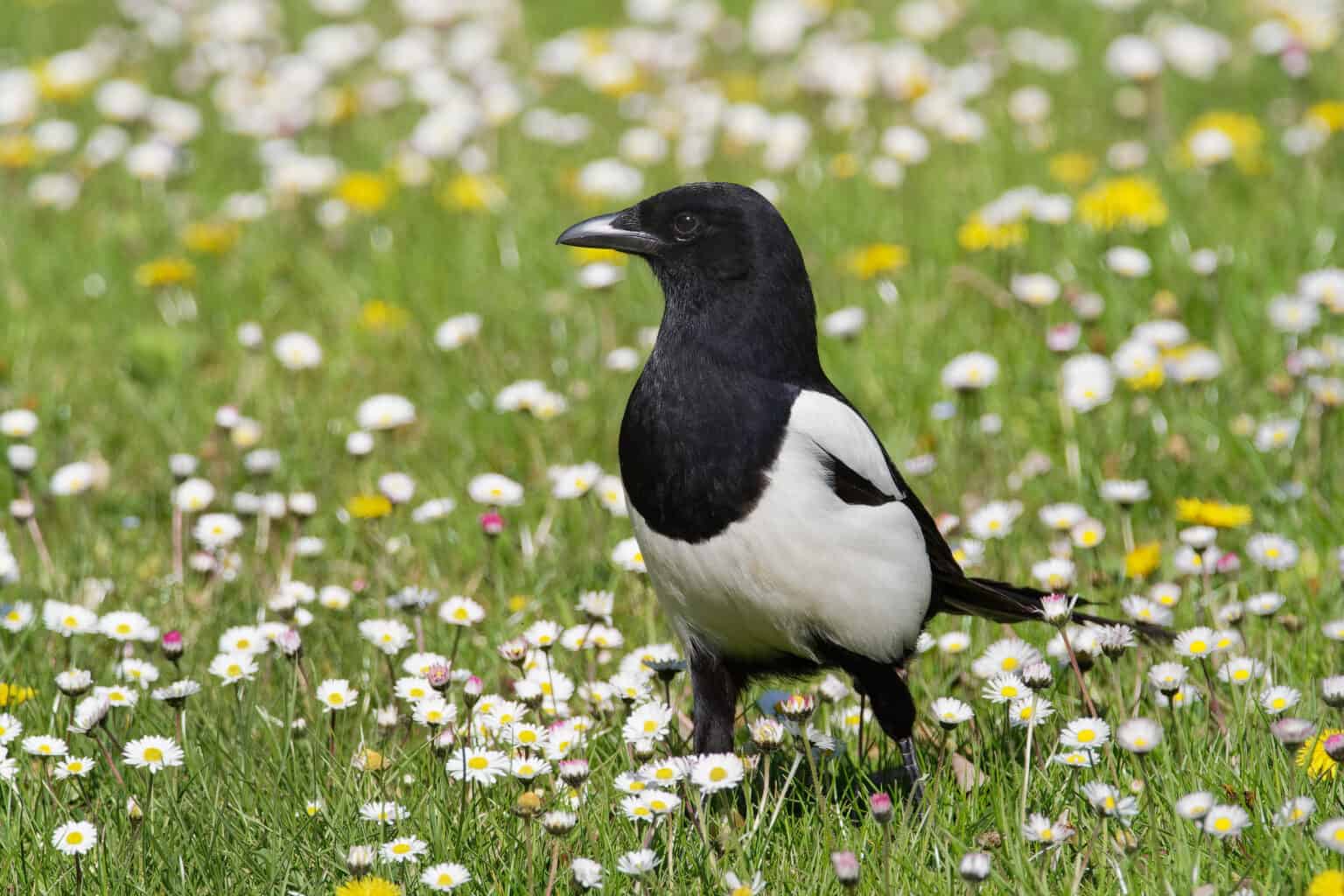 Discover the Top 7 Smartest Birds Flying Around England - A-Z Animals