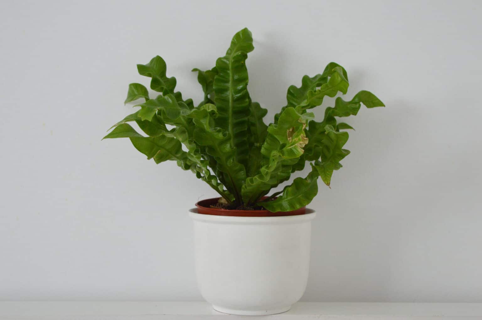 Crispy Wave Fern vs Bird's Nest Fern - A-Z Animals