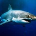 These Unique Sharks Are Warm-Blooded! - A-Z Animals Slideshows