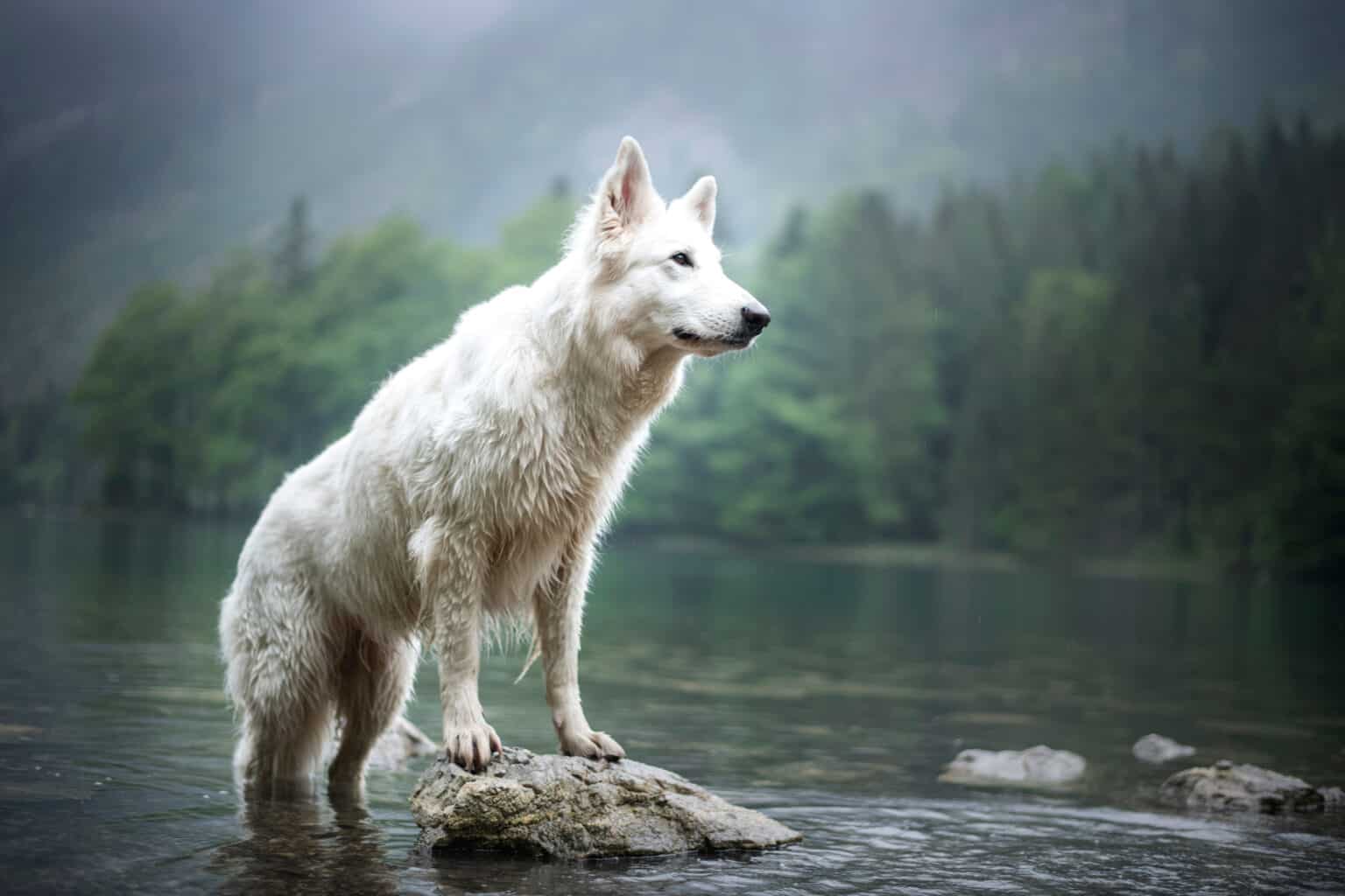 Discover the 25 Most Popular Large, White Dog Breeds - A-Z Animals