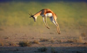 Springbok Animal Facts | Antidorcas marsupialis - AZ Animals