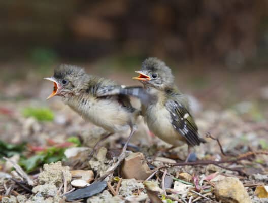 Swallow Animal Facts - Hirundinidae - A-Z Animals