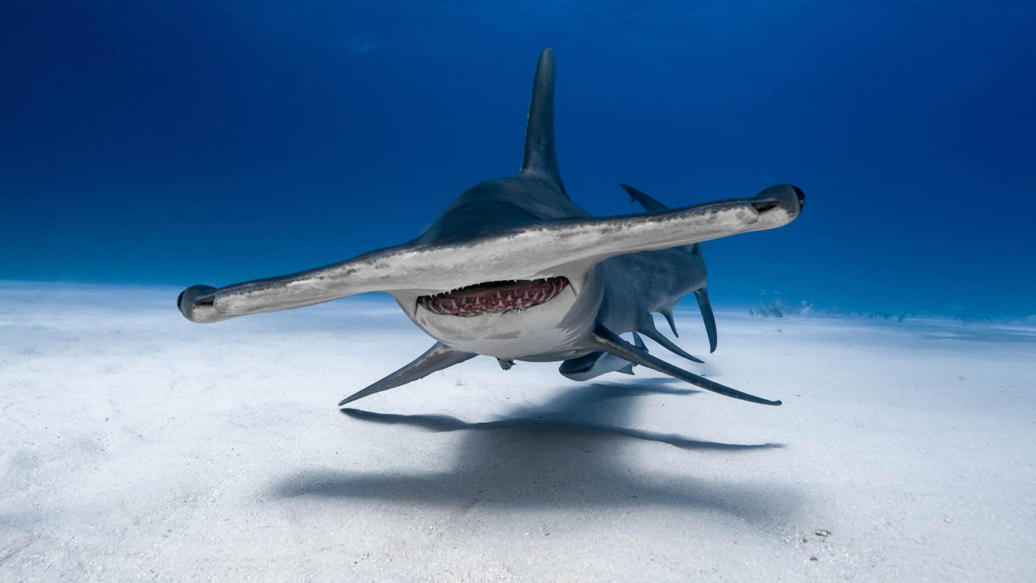 Hammerhead Shark vs. Bull Shark: Who Would Win In A Fight? - A-Z Animals