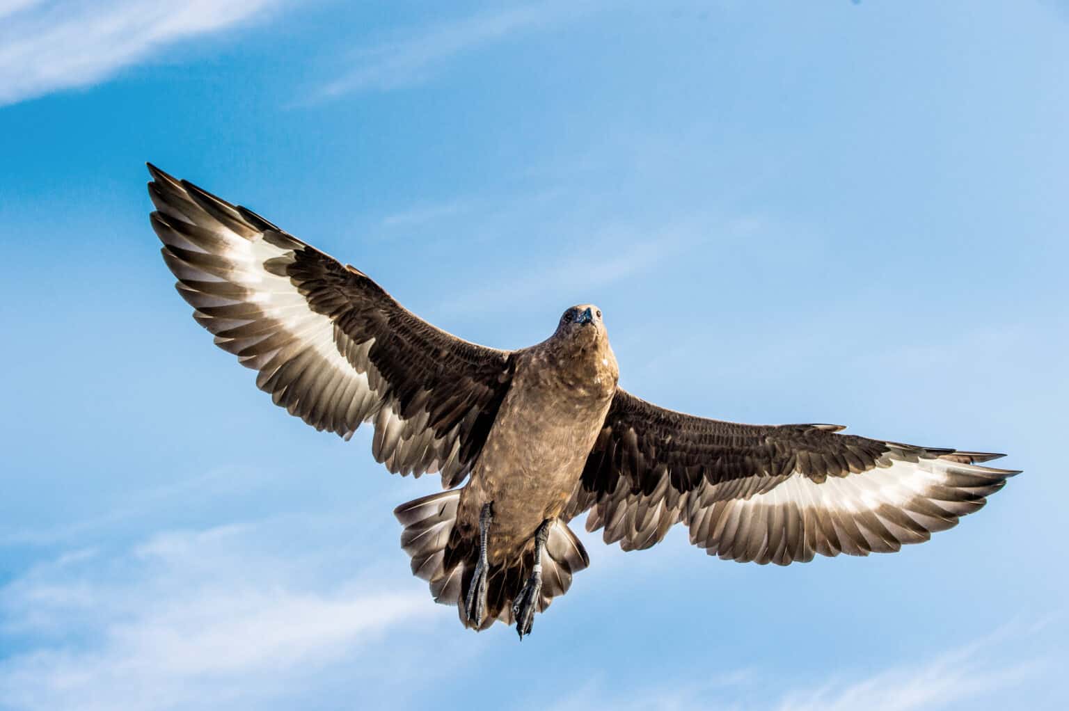 Skua Animal Facts - Stercorariidae - A-Z Animals