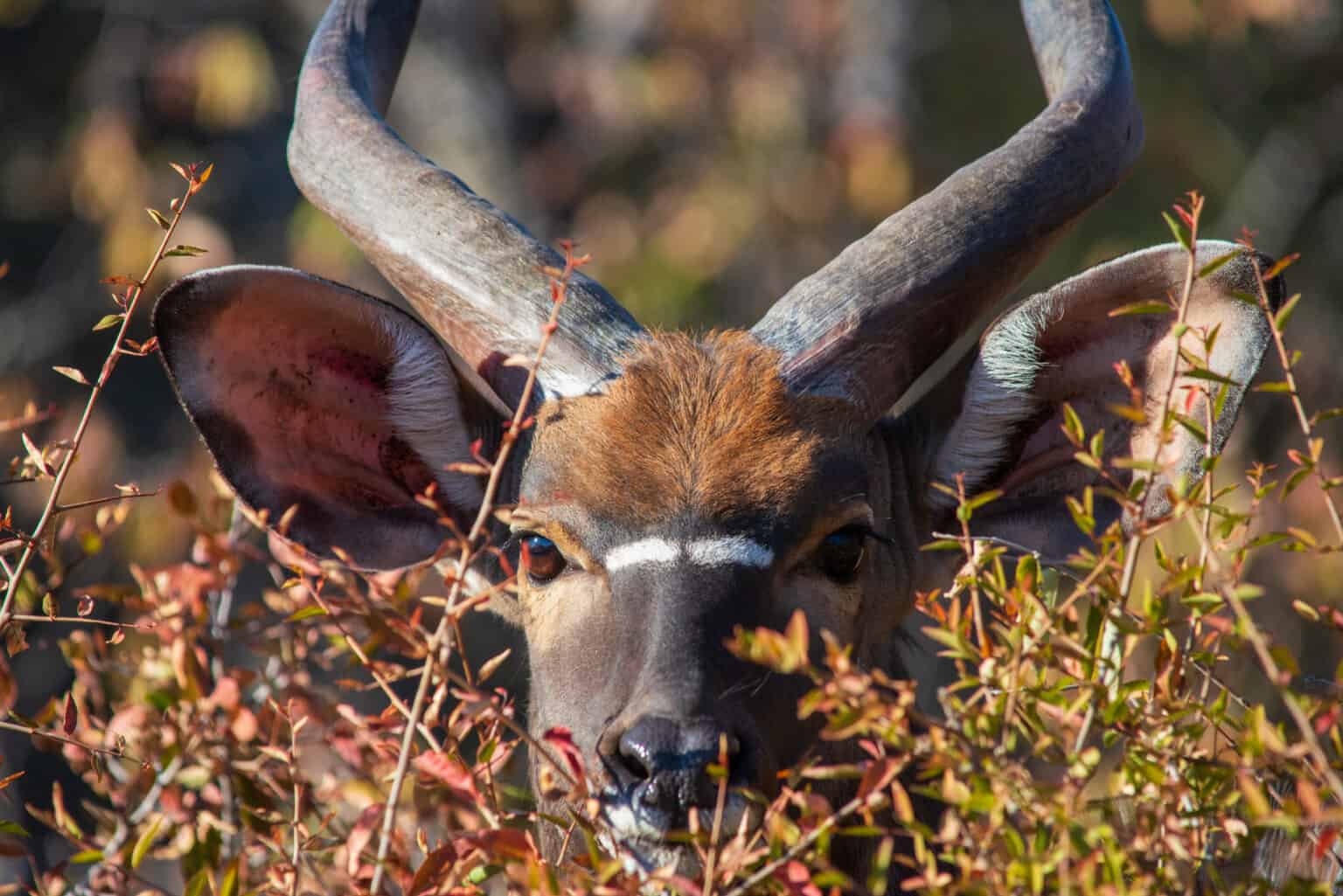 Nyala Animal Facts - Tragelaphus angasii - A-Z Animals