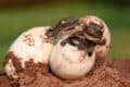 Baby Crocodile: 5 Fascinating Facts and 5 Cute Pictures - A-Z Animals