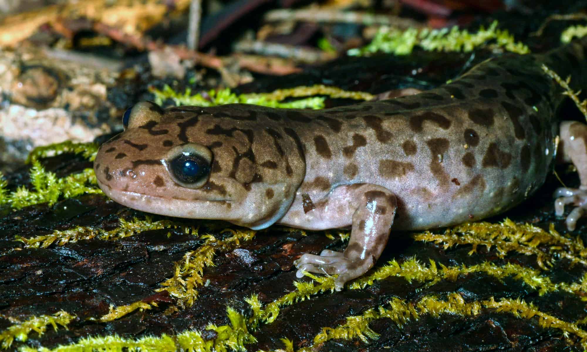 Discover the 6 Largest Animals in Oregon, and Where You'll Find Them ...