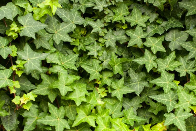 Algerian Ivy vs English Ivy: What's The Difference? - A-Z Animals