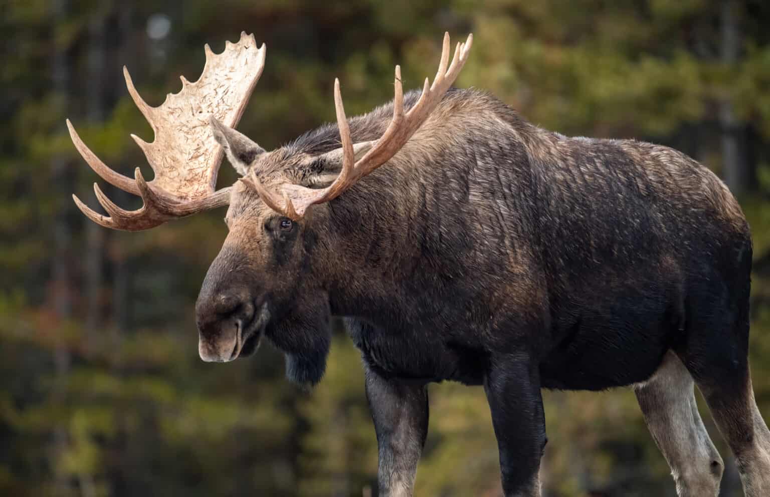 Meet the Ancient Moose With Incredible 8FT Antlers - A-Z Animals