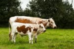 Cow Animal Facts - Bos taurus - A-Z Animals