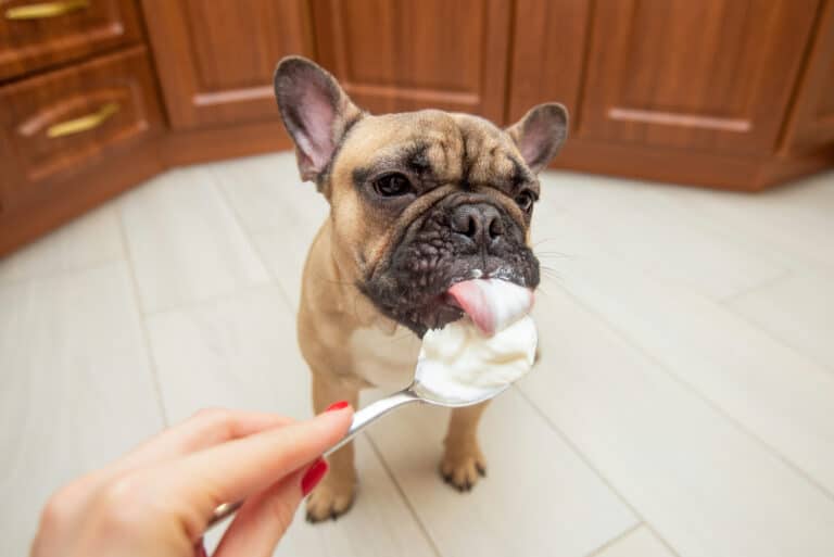 What Exactly Is a Starbucks Puppuccino and Is It Safe For Your Dog? - A ...