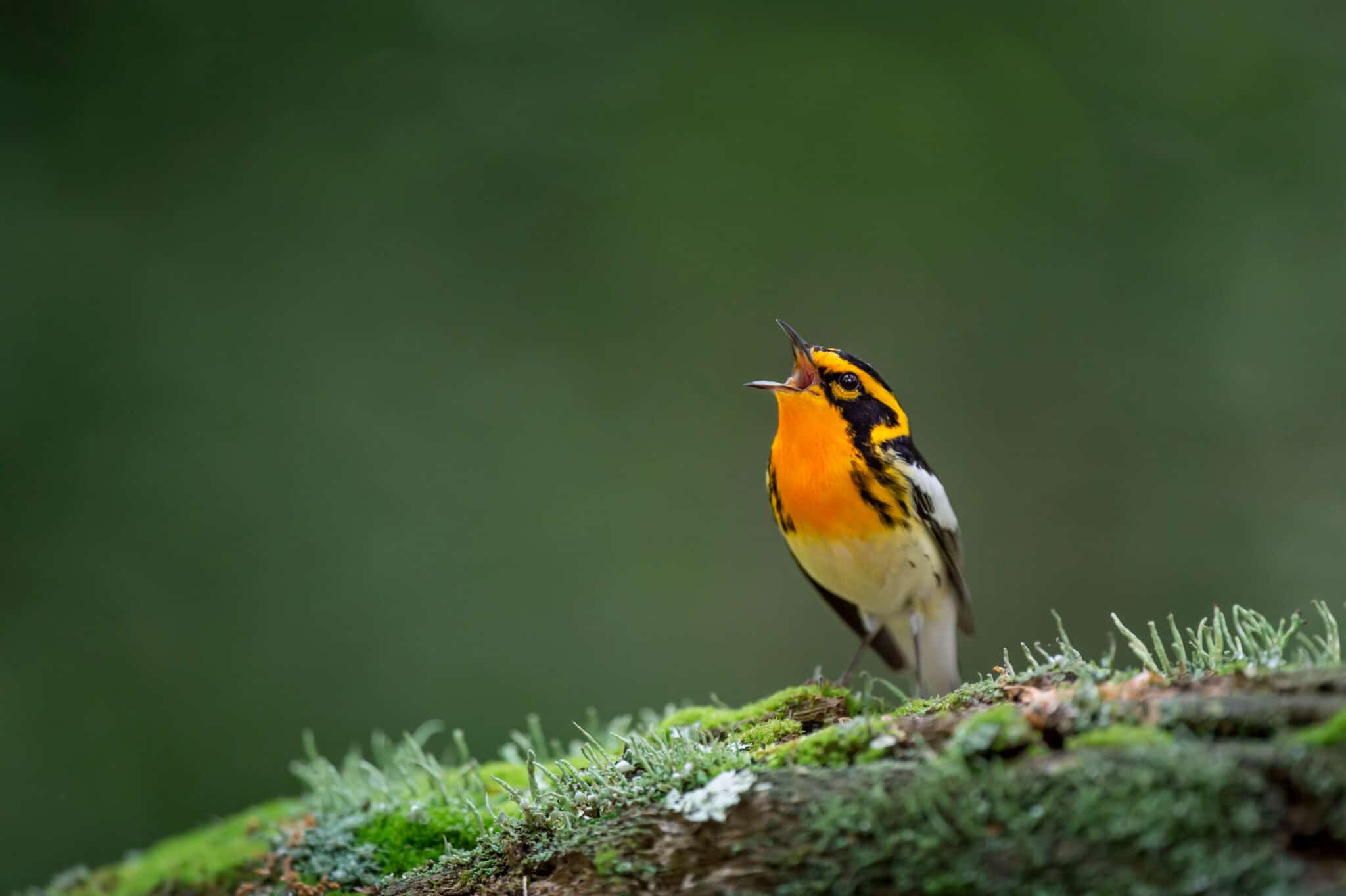 Wildlife in Virginia - Types of Virginian Animals - A-Z Animals