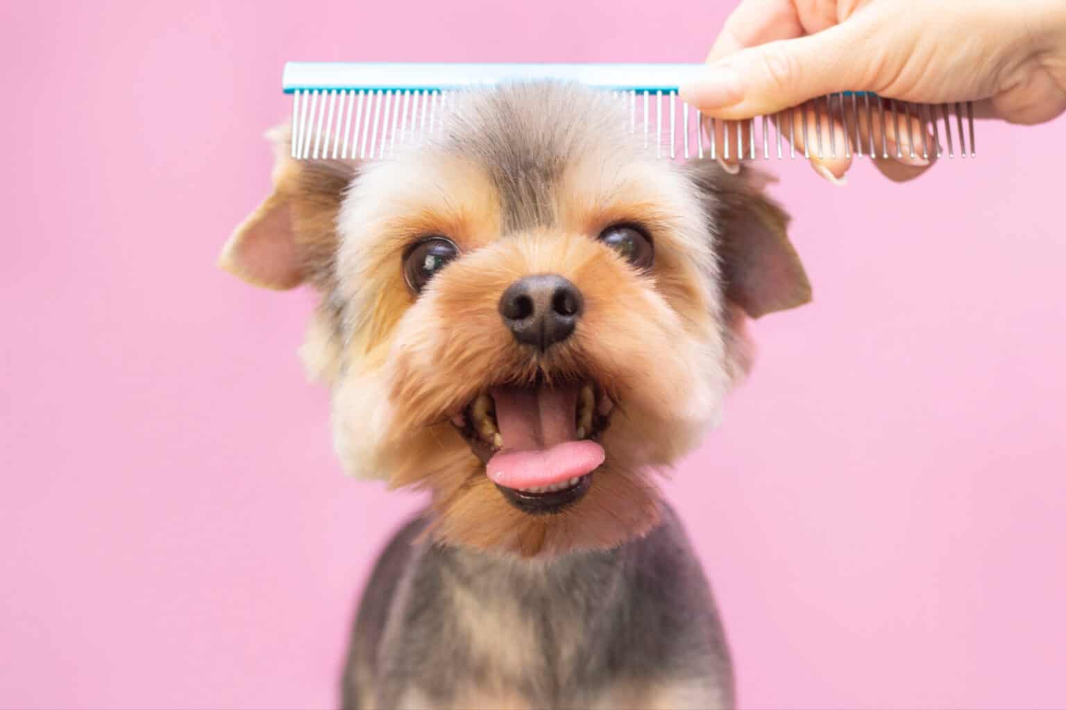Best Types of Haircuts For Dogs - A-Z Animals