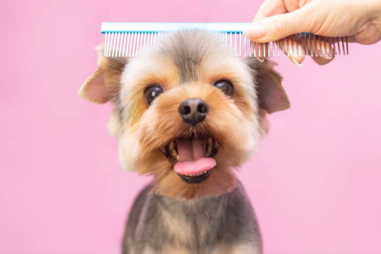 Best Types of Haircuts For Dogs - A-Z Animals