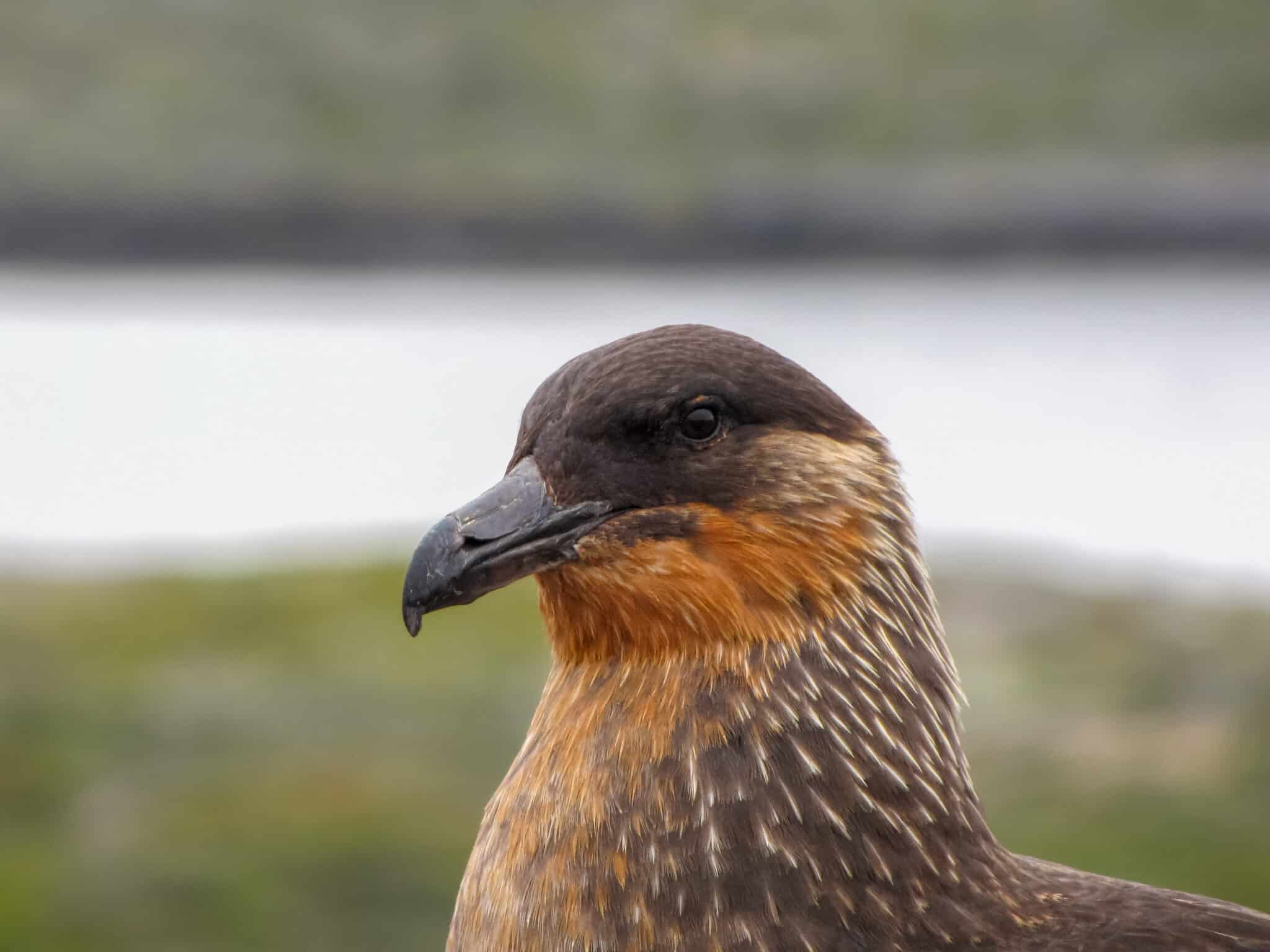 Wildlife in Portugal - Types of Portuguese Animals - A-Z Animals