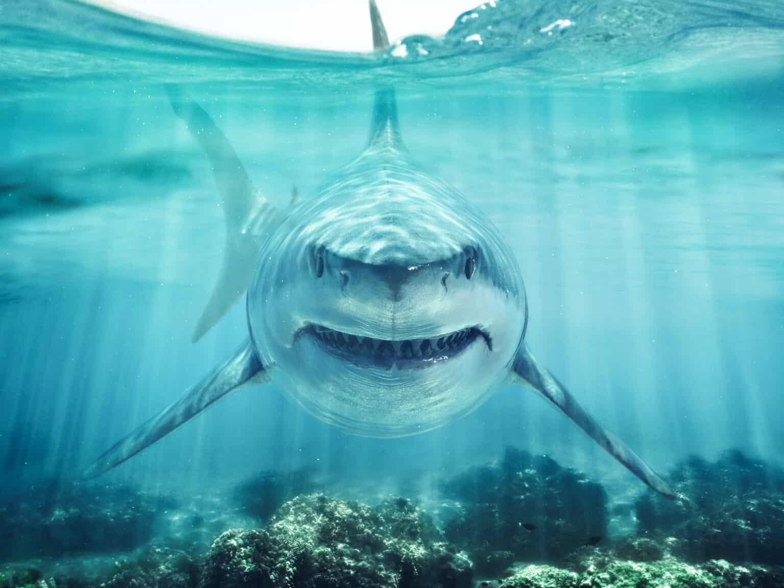Shark Week 2024: Dates, Schedule & Everything You Need to Know - A-Z ...