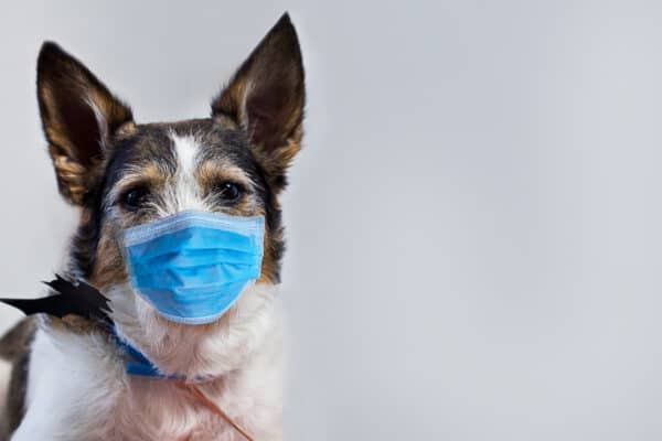 The Most Common Tumors in Dogs (With Pictures) - A-Z Animals