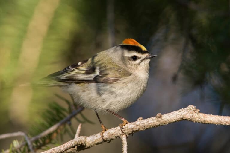 Wildlife in Vermont - Types of Vermonter Animals - A-Z Animals