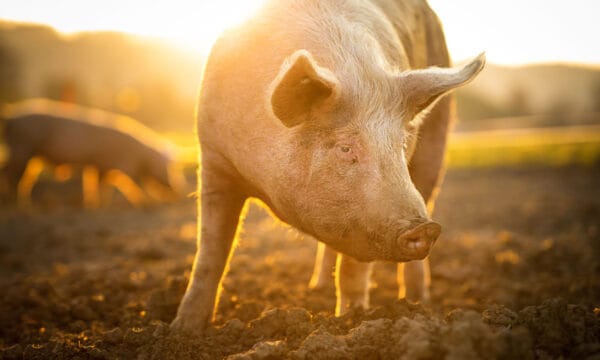 Pig Teeth: Everything You Could Possibly Want to Know - A-Z Animals