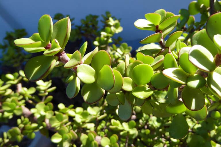9 Incredible Trees Native to South Africa - A-Z Animals