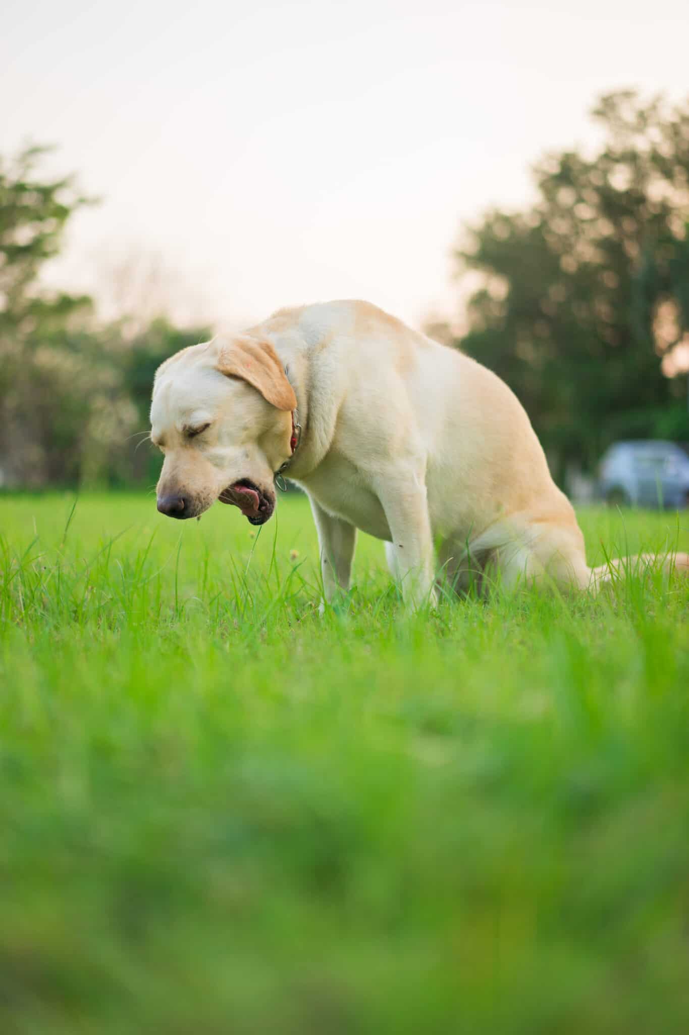 Can Your Dog Catch Your Cold? Sicknesses That Pass Between Dogs and ...